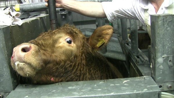 Avaaz - Help end the unbearable cruelty of meat